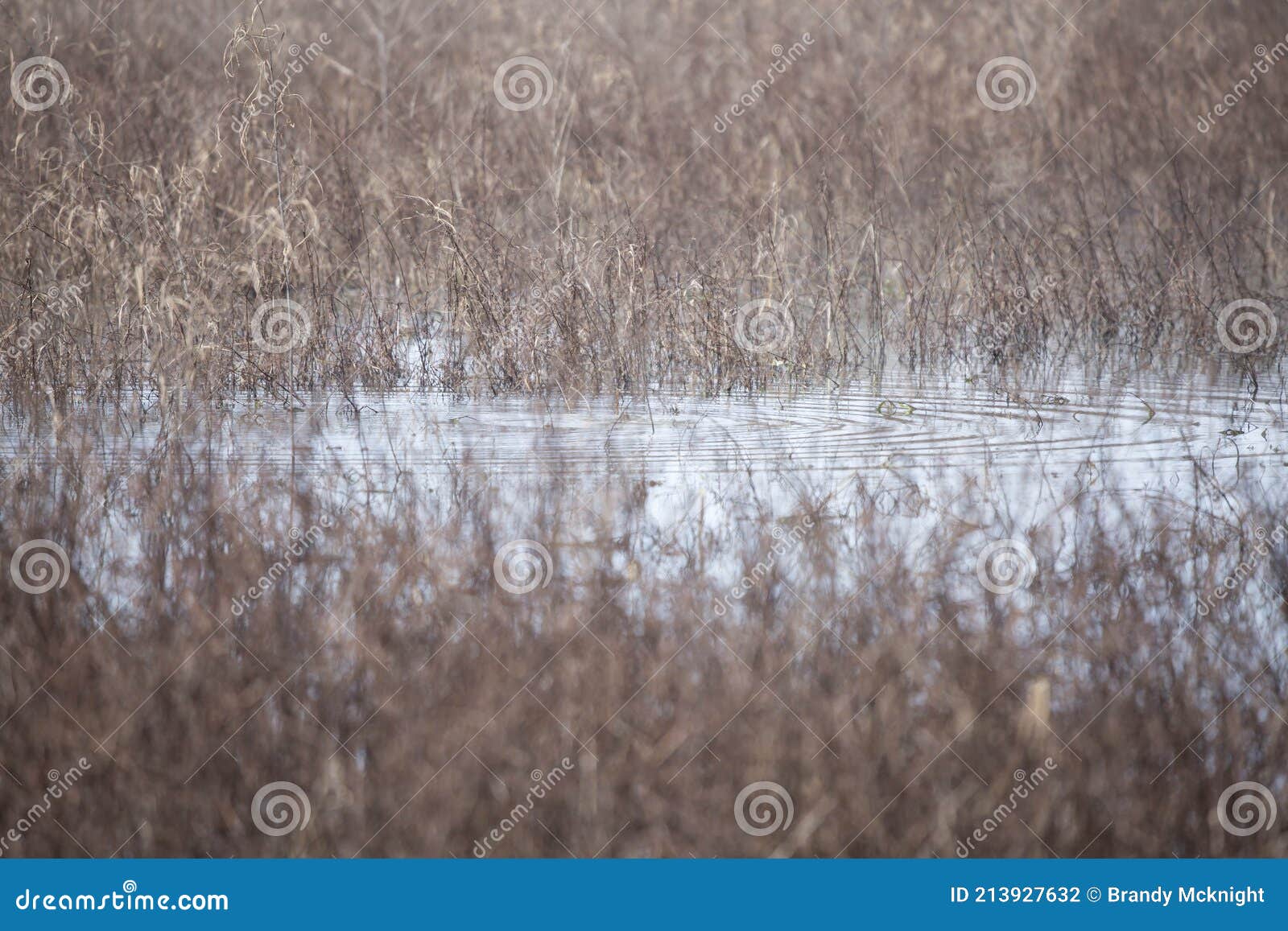 Water Ripples from Diving Duck Stock Photo - Image of ecology ...