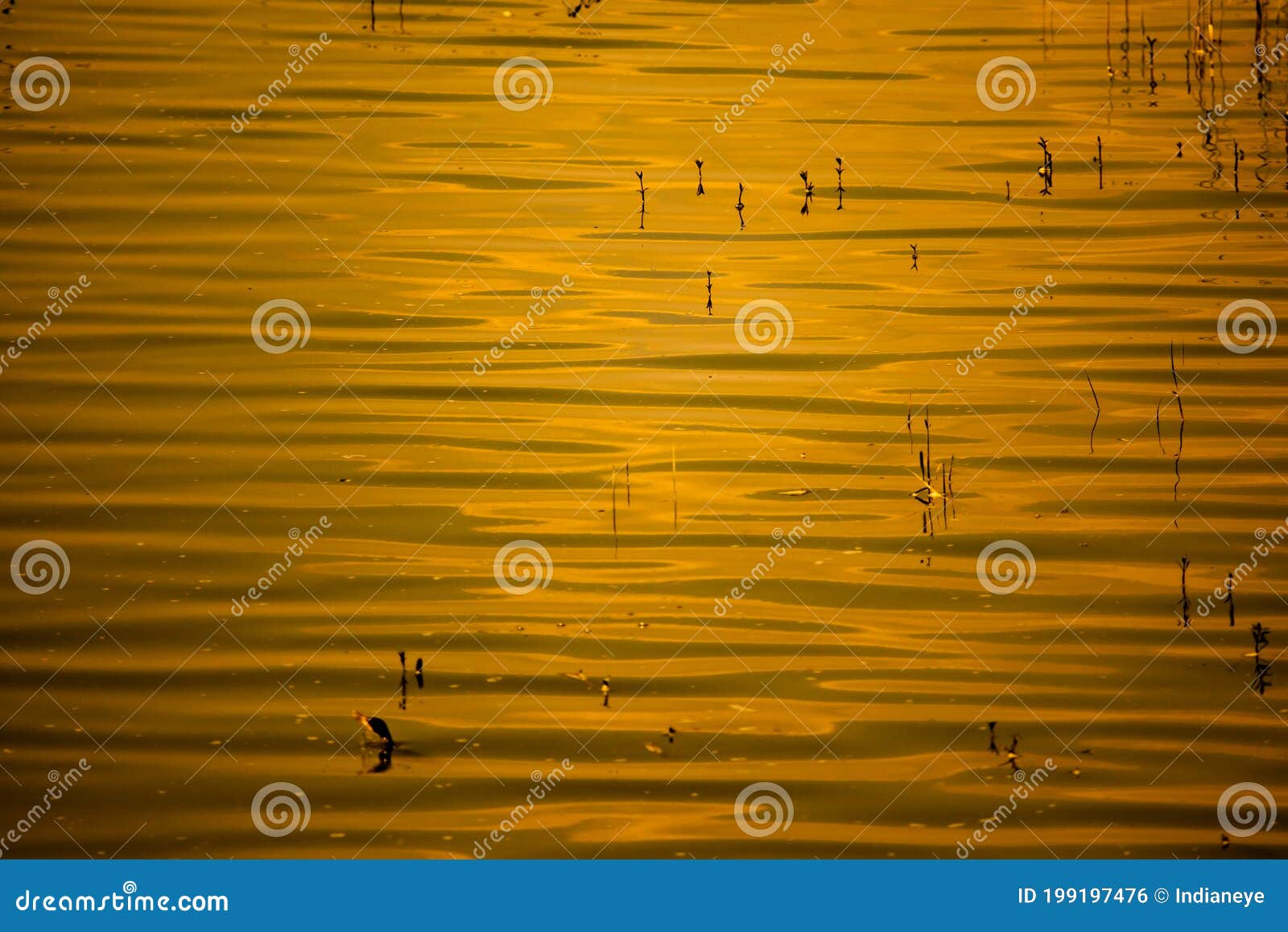 Water Ripples in Golden Light Stock Photo - Image of fluid, nature ...
