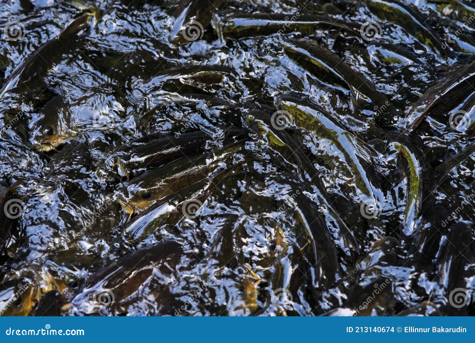Water Ripples with Lots of Fish Underneath the Crystal Clear River ...
