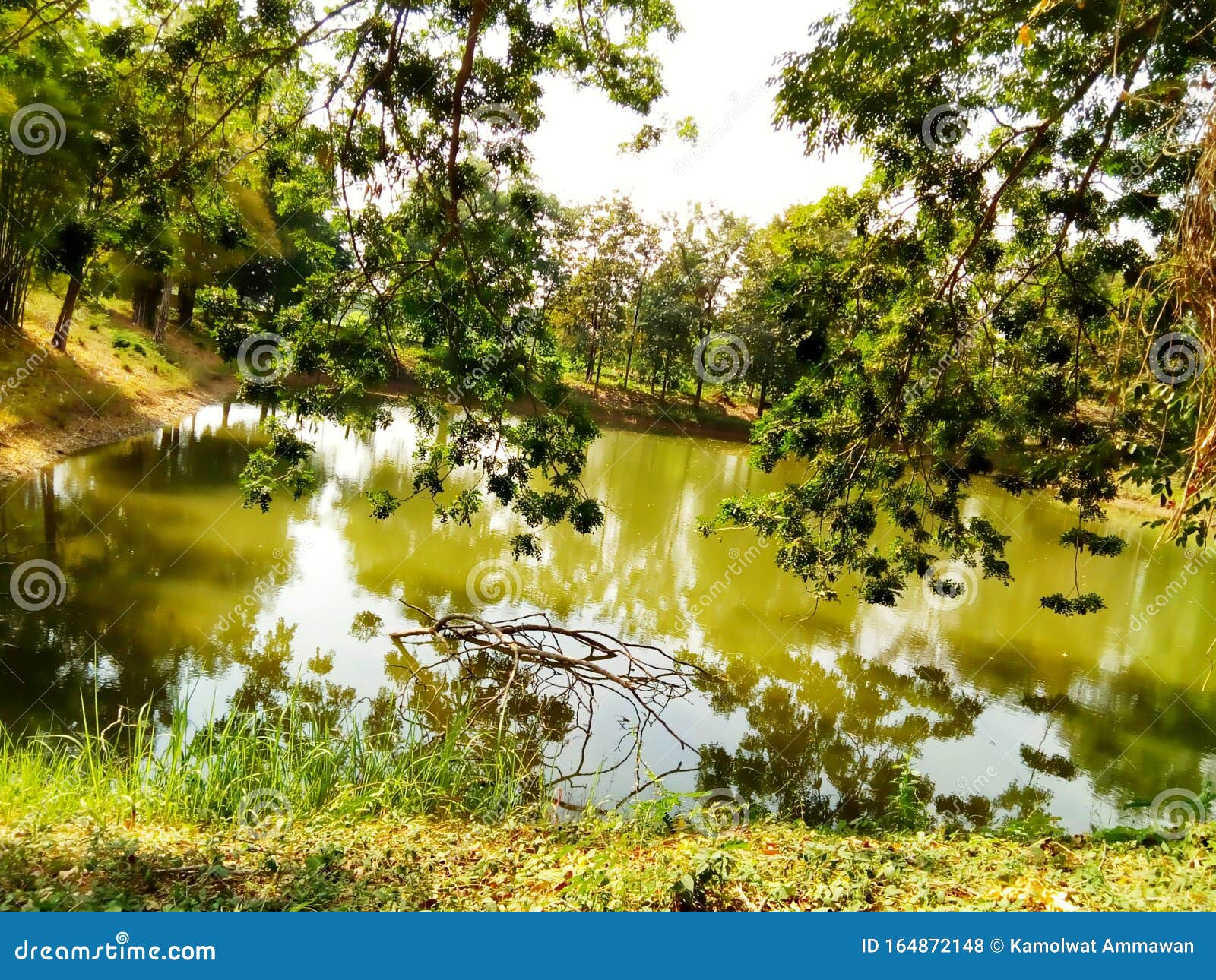 Water, River ,sky ,tree, Canal Stock Photo - Image of water, river ...