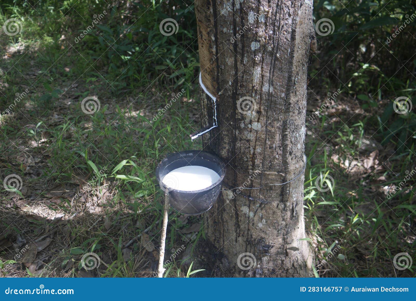 Water Rubber from a Rubber Tree Drop into a Bowl Stock Image - Image of ...