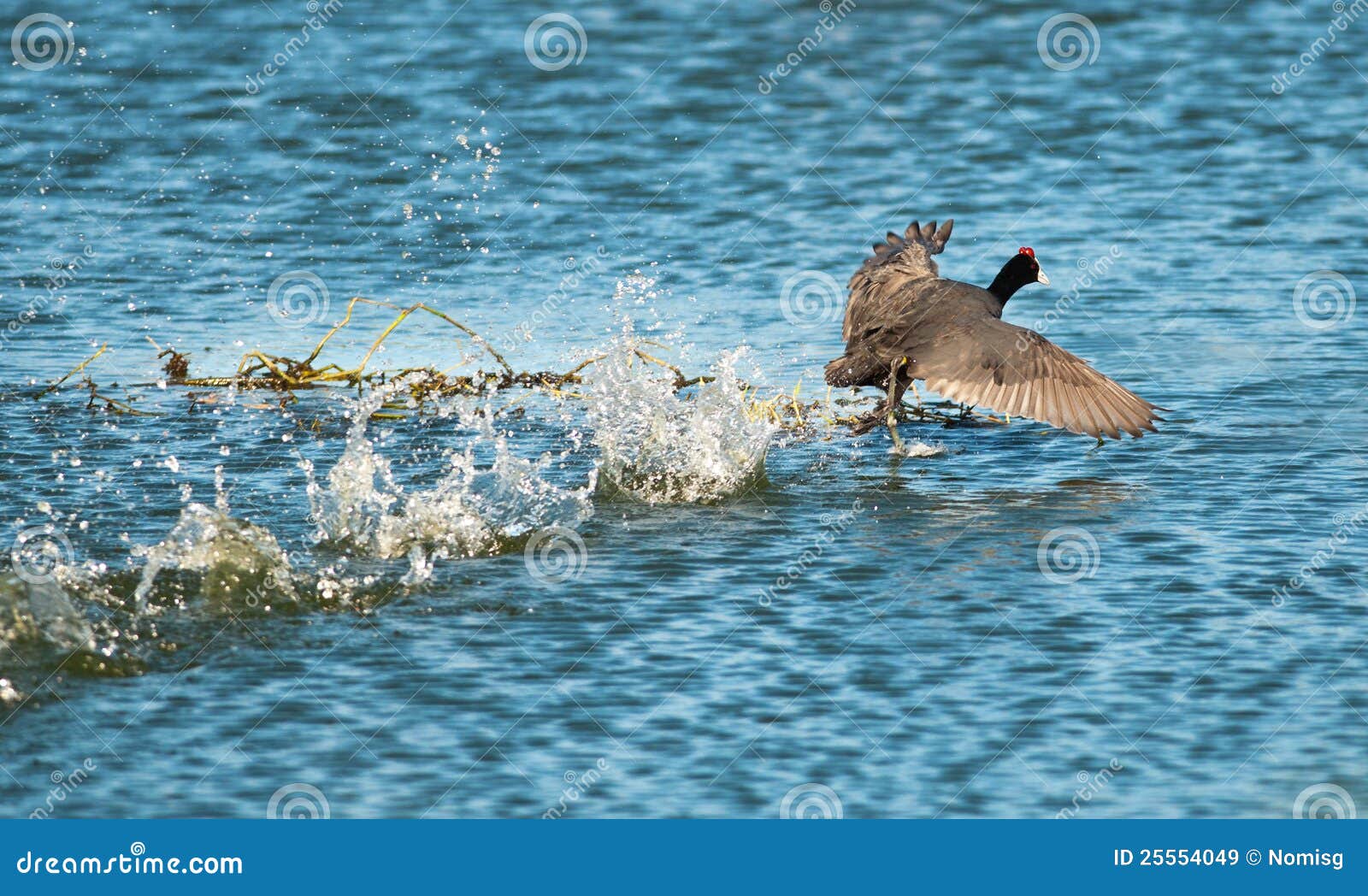 Water runner stock image. Image of fulica, white, cristata - 25554049