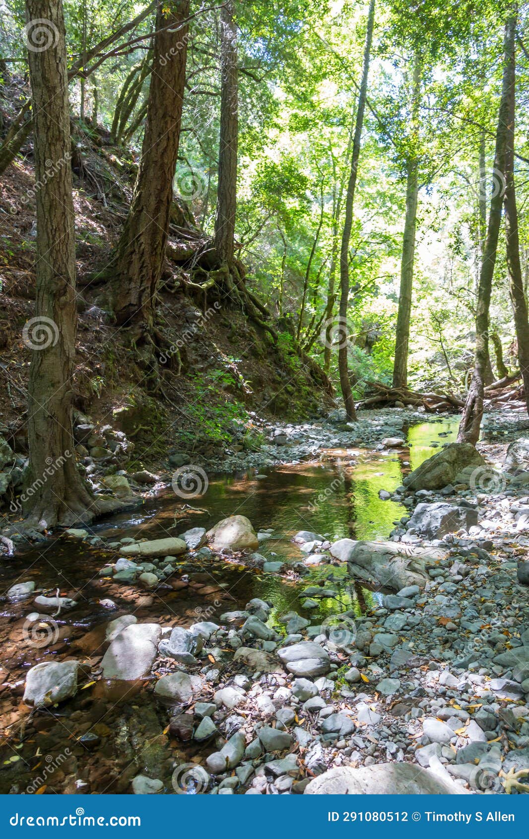 Water is Running through a Creek at the Bottom of a Dirt Hill with a ...