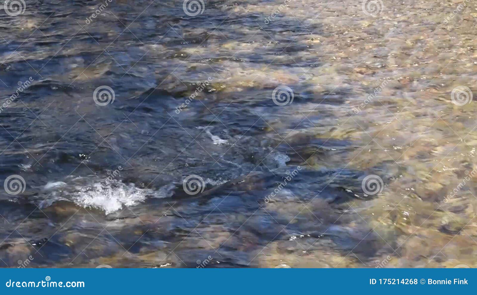 Running Water in a River Bed. Stock Footage - Video of national ...
