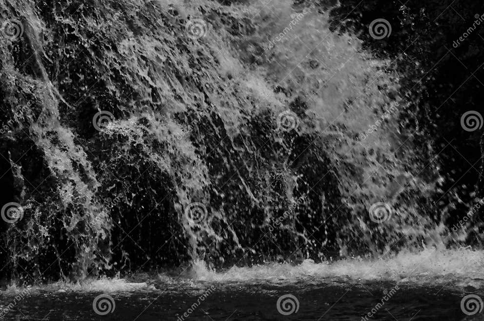 Water Rush stock image. Image of black, botanical, water - 100153107