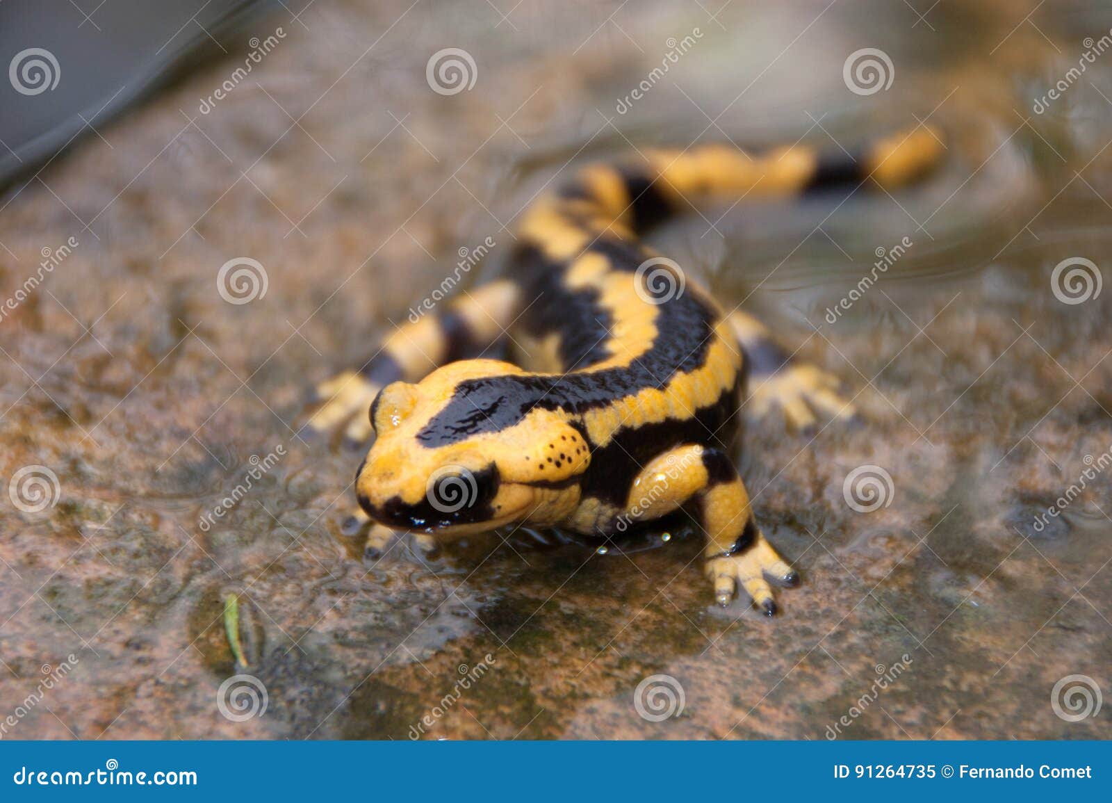 Water salamander stock image. Image of salamander, explore - 91264735
