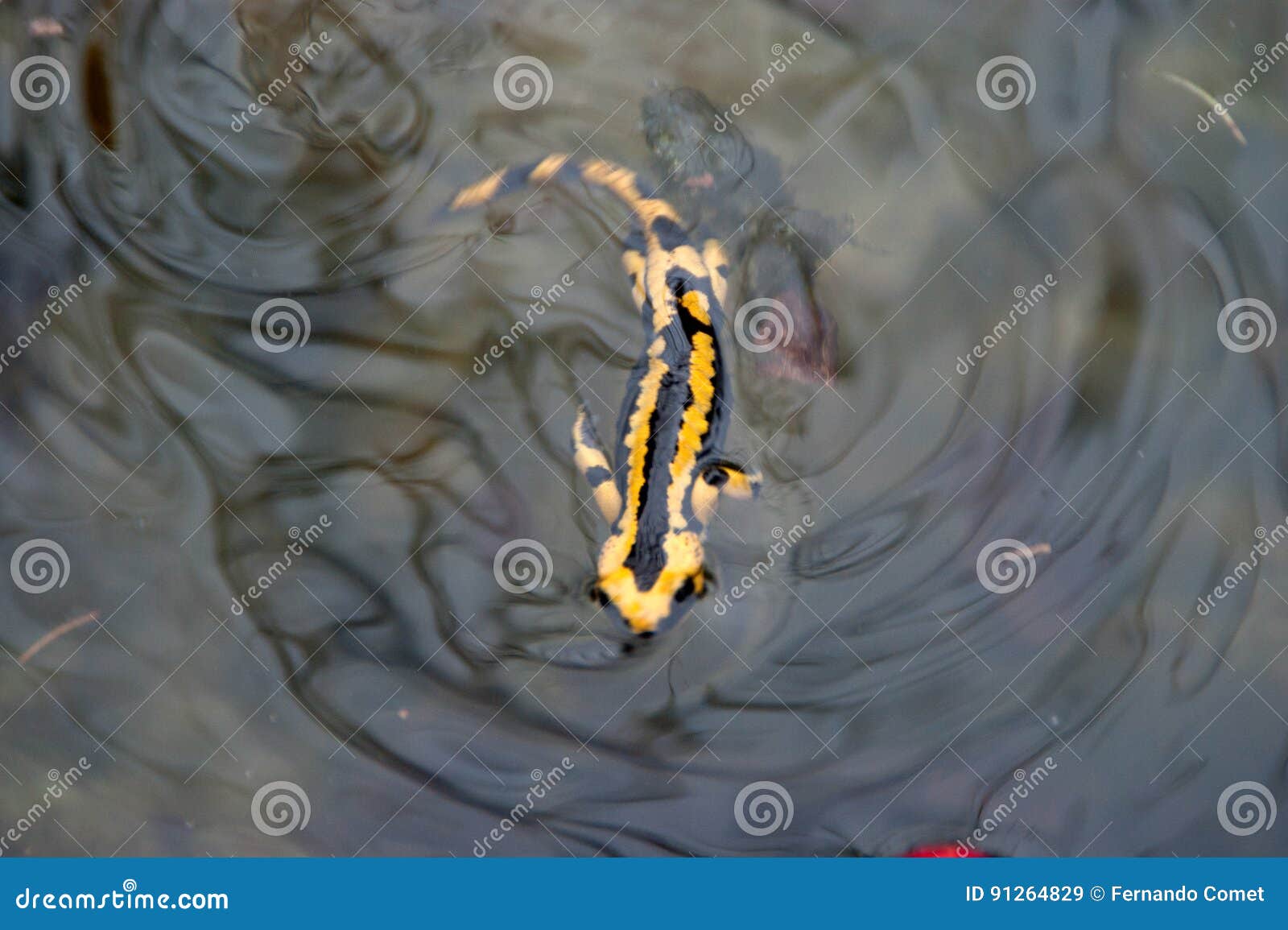 Water salamander stock image. Image of triton, amphibian - 91264829