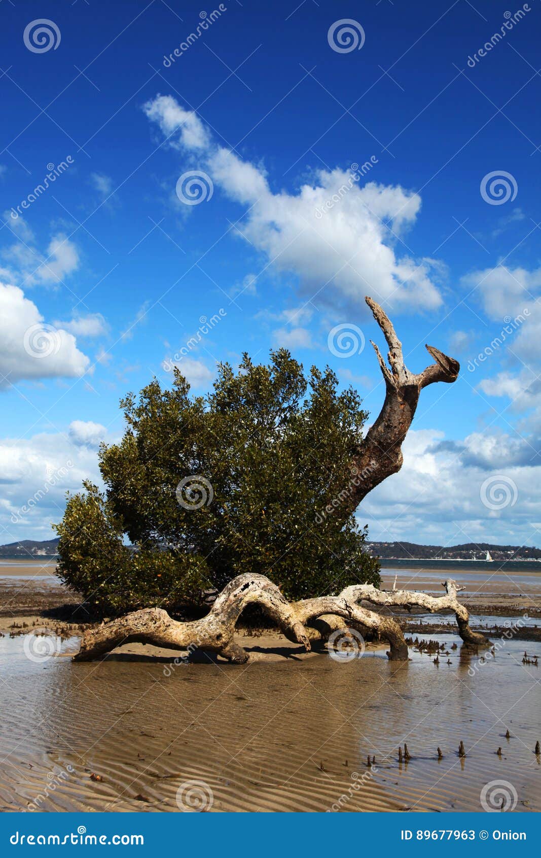 Water Near the Beach with a Single Tree Stock Image - Image of shore ...