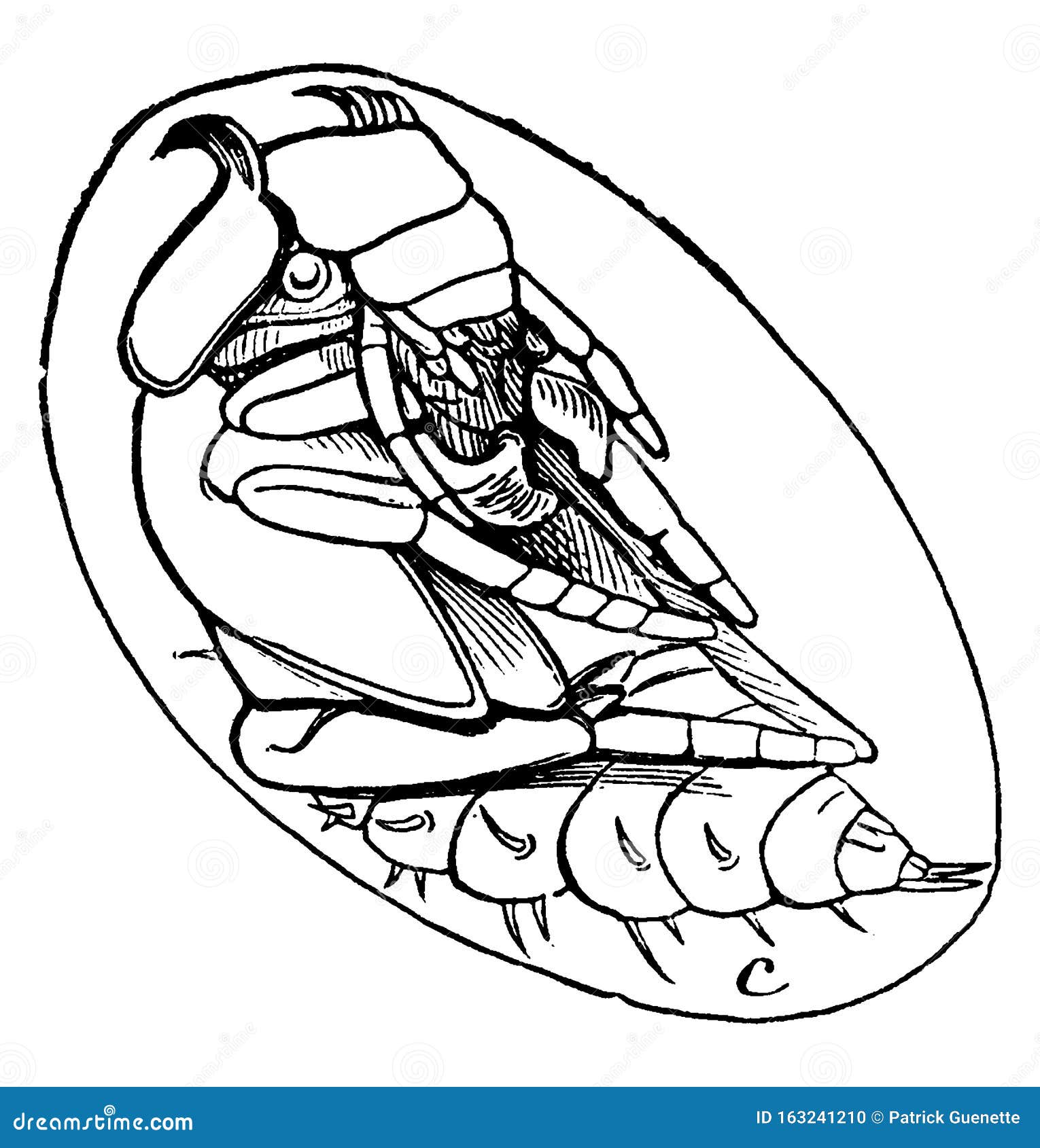 Water Scavenger Beetle, Vintage Illustration Stock Vector ...