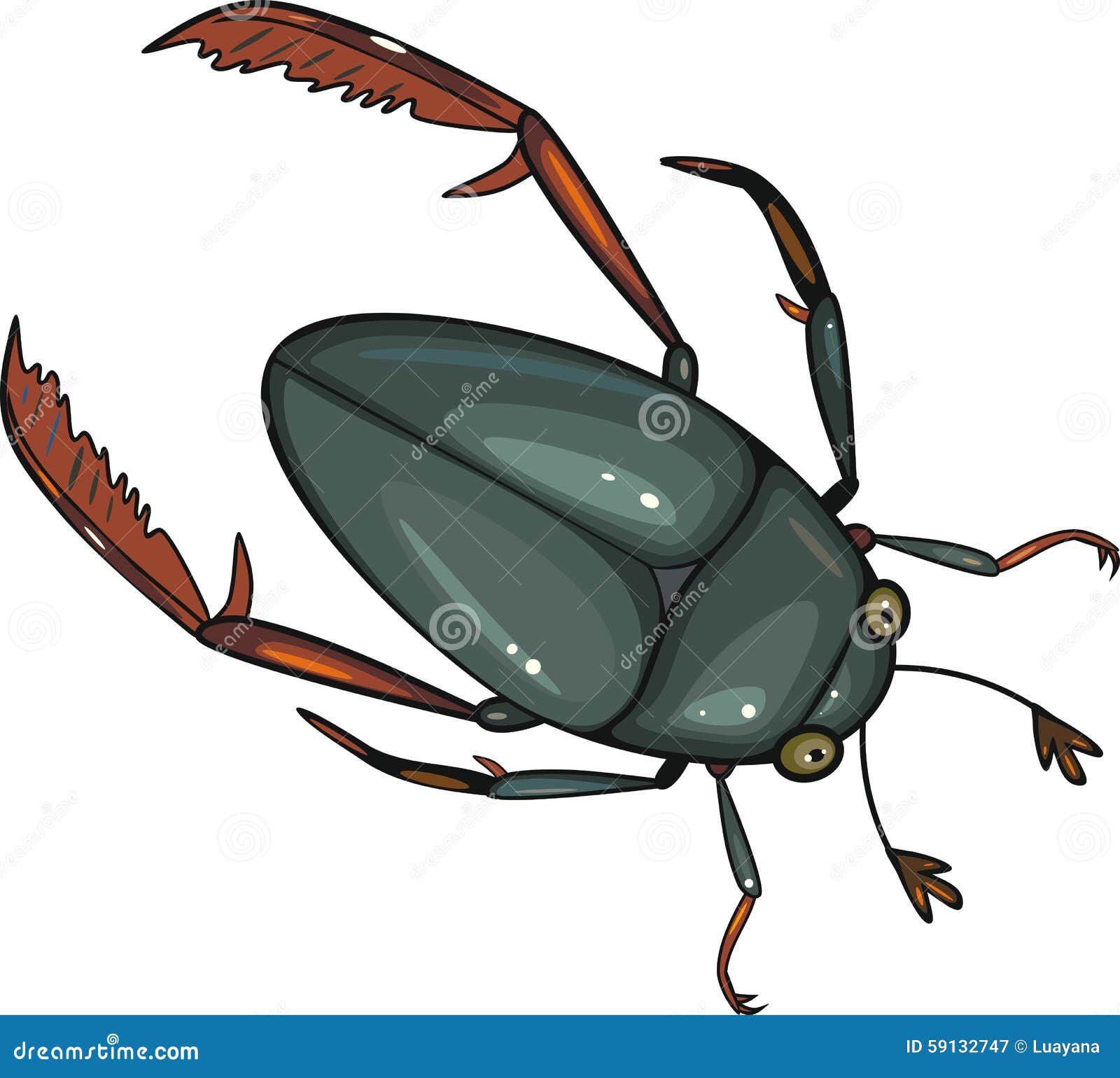 Water Scavenger Beetle, Vintage Illustration | CartoonDealer.com #163242100