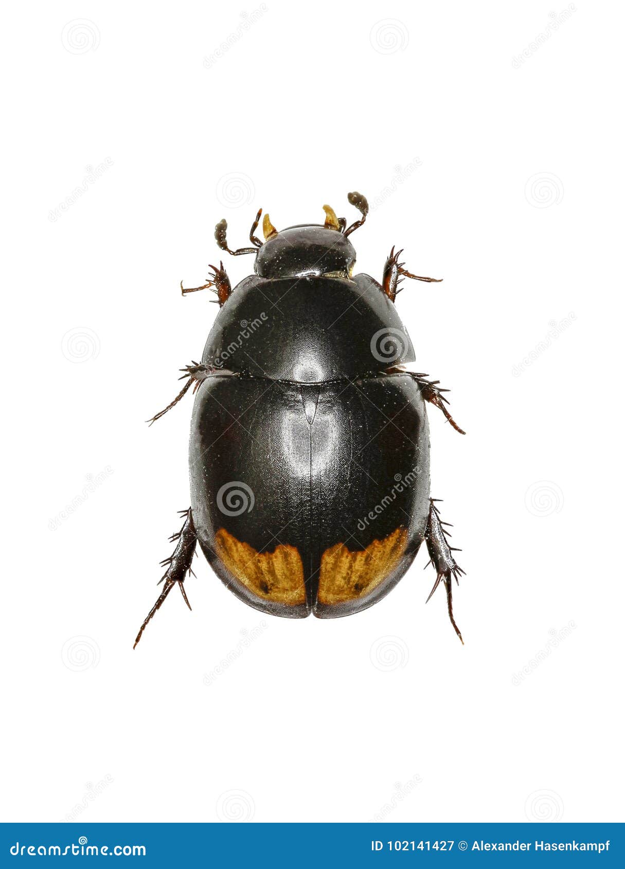 Water Scavenger Beetle (Hydrophilus Aterrimus) Isolated On White ...