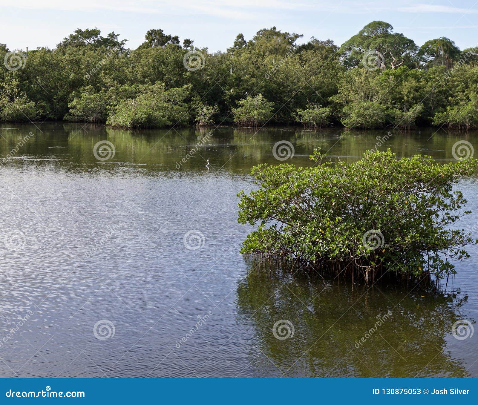 Water Scene with Fish Jumping Out of the Water Stock Image - Image of ...