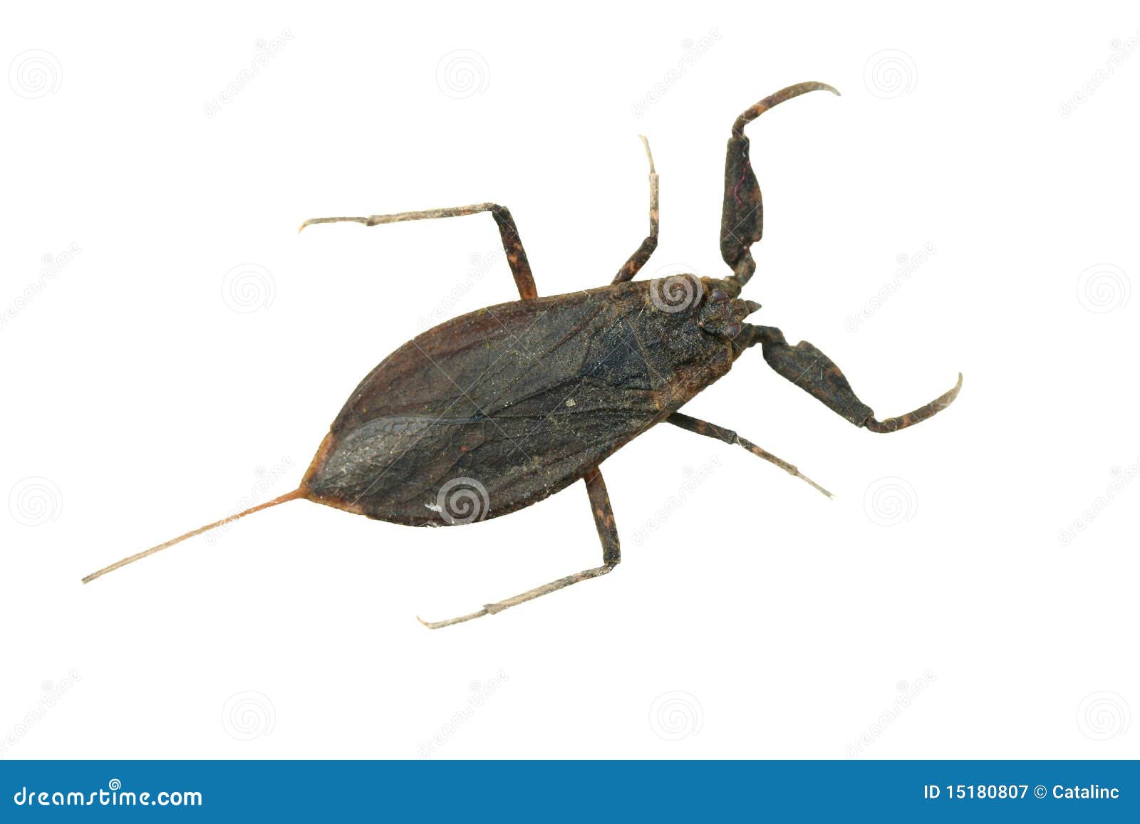 Water Scorpion stock image. Image of pond, animals, nepa - 15180807