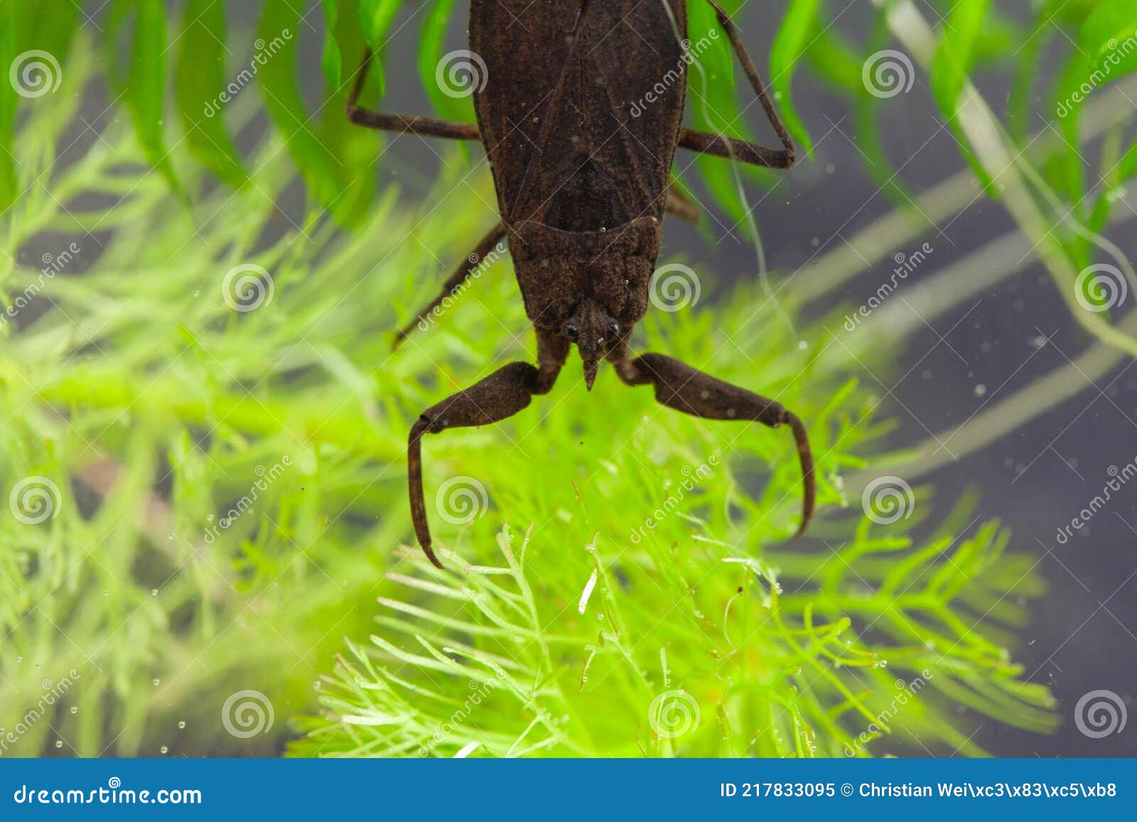 Water Scorpion, Nepa Cinerea, on a Water Plant Stock Image - Image of ...