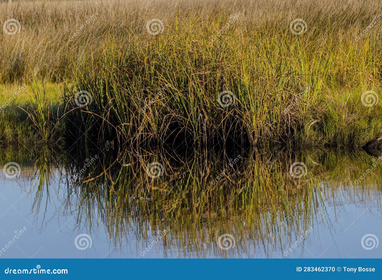 Water Sedge at Water S Edge Stock Photo - Image of aquatilis, mirror ...