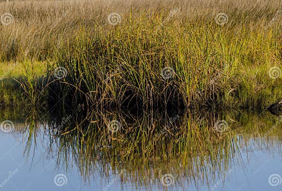 Water Sedge at Water S Edge Stock Photo - Image of aquatilis, mirror ...