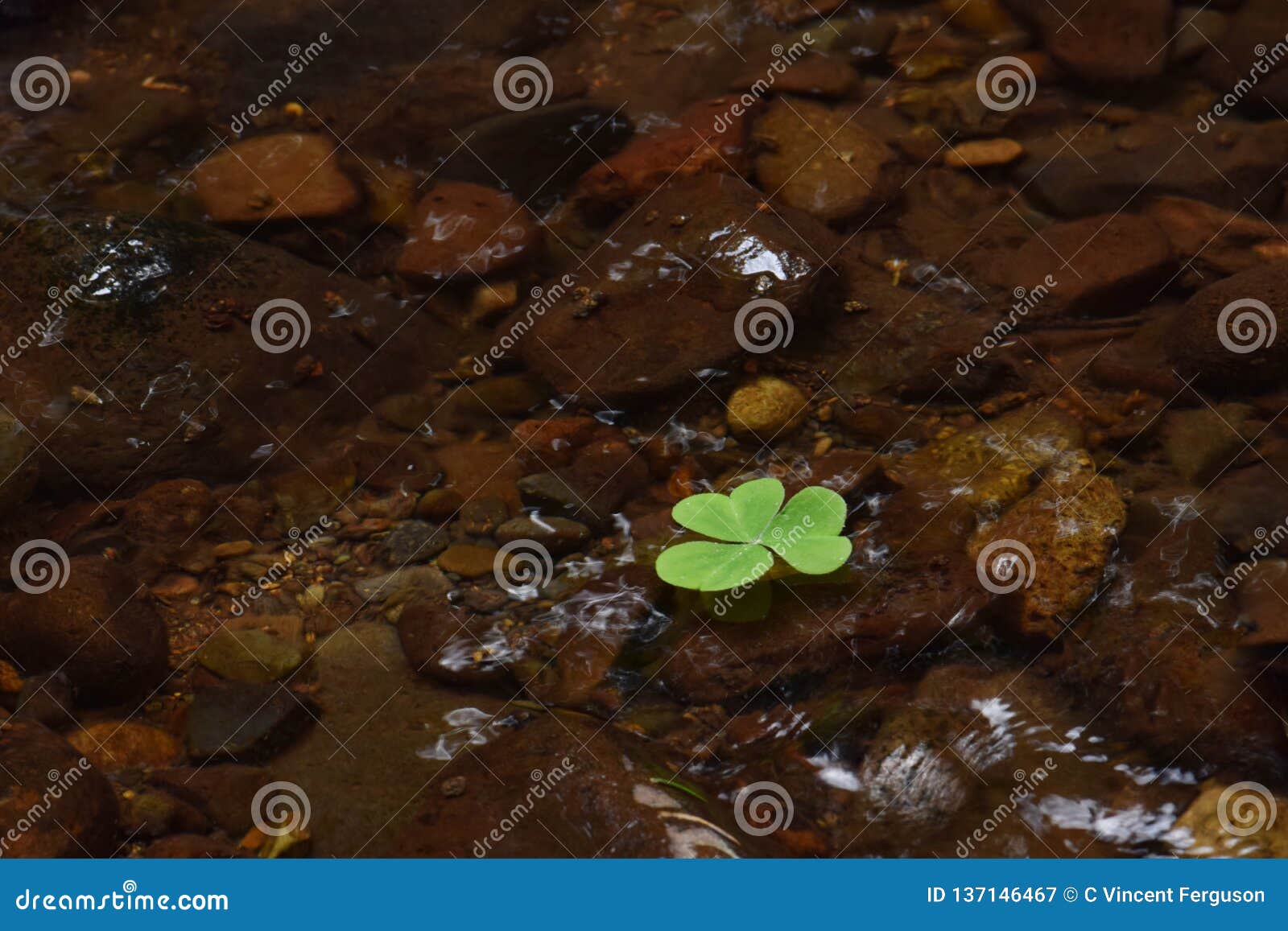 Water Floating Green Shamrock Stock Image - Image of water, three ...