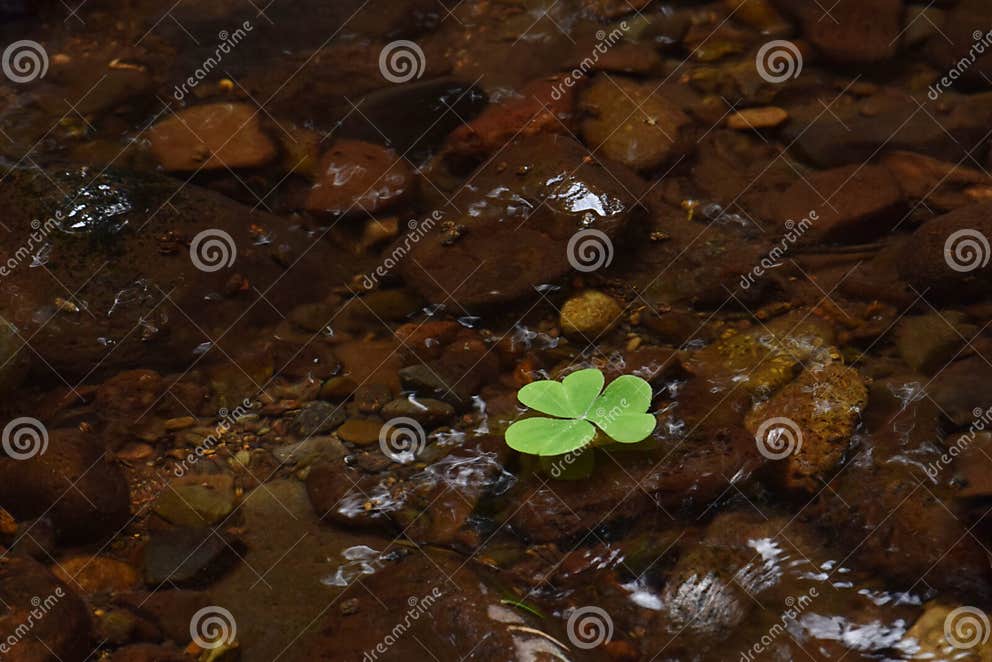 Water Floating Green Shamrock Stock Image - Image of water, three ...