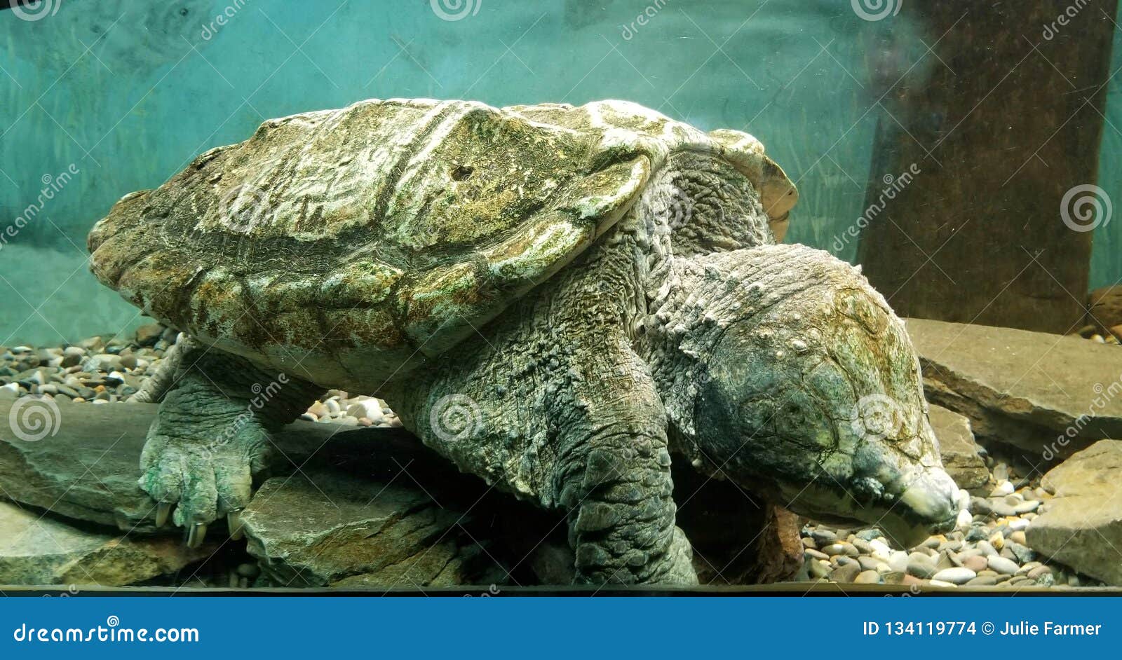 Large Snapping Turtle stock photo. Image of turtle, shell - 134119774