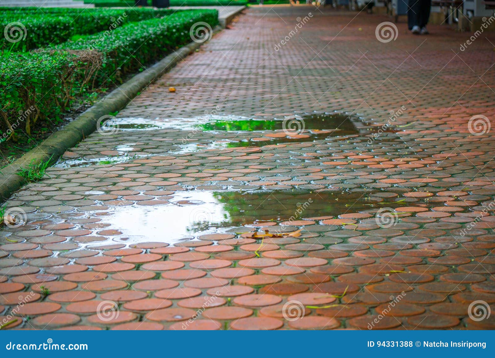 Water on sidewalk stock photo. Image of brick, bush, pavement - 94331388