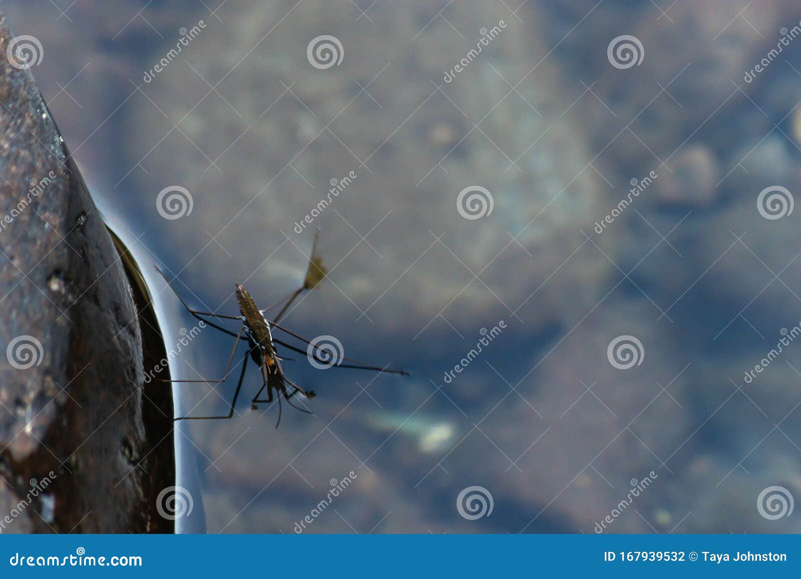 Water Skimmer Bug Sitting on Top of Water Over Boulders Stock Photo ...