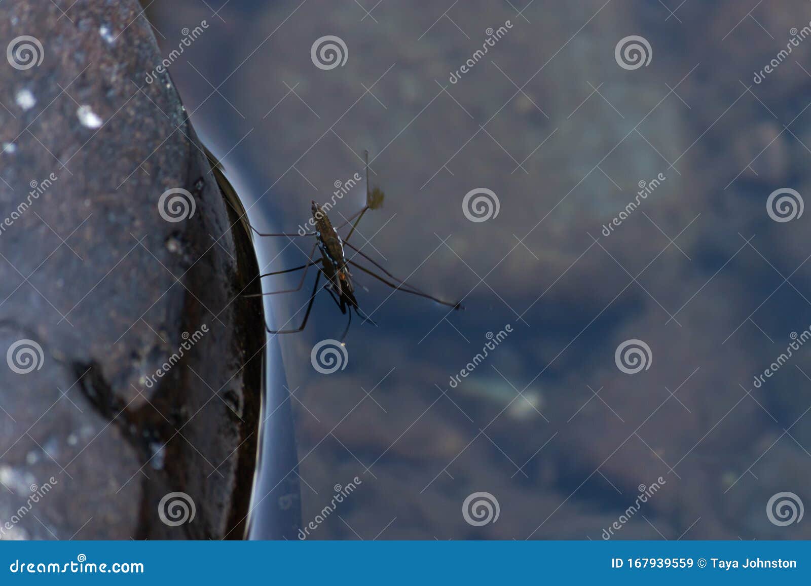 Water Skimmer Bug Sitting on Top of Water Over Boulders Stock Image ...