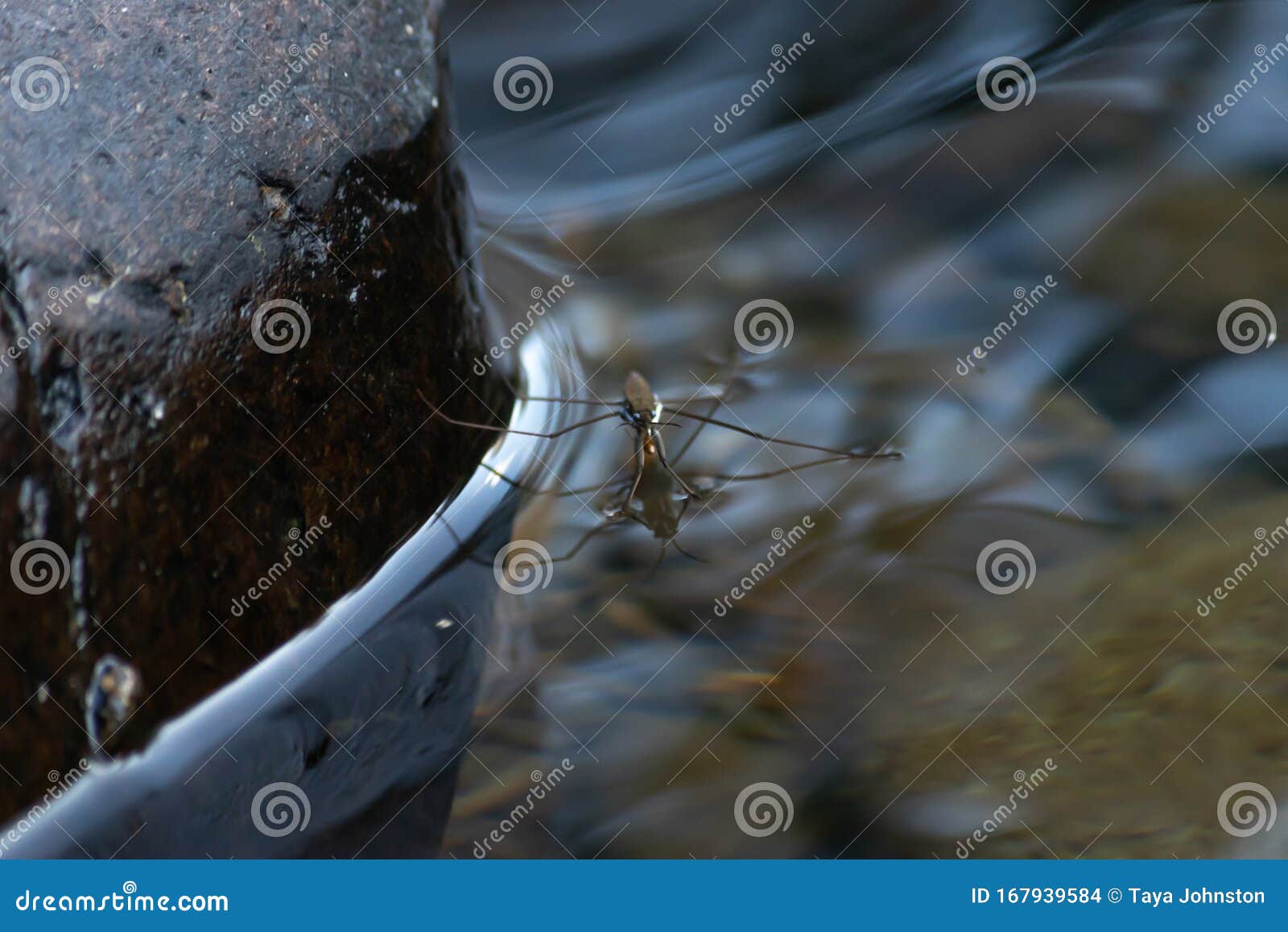 Water Skimmer Bug Sitting on Top of Water Over Boulders Stock Photo ...