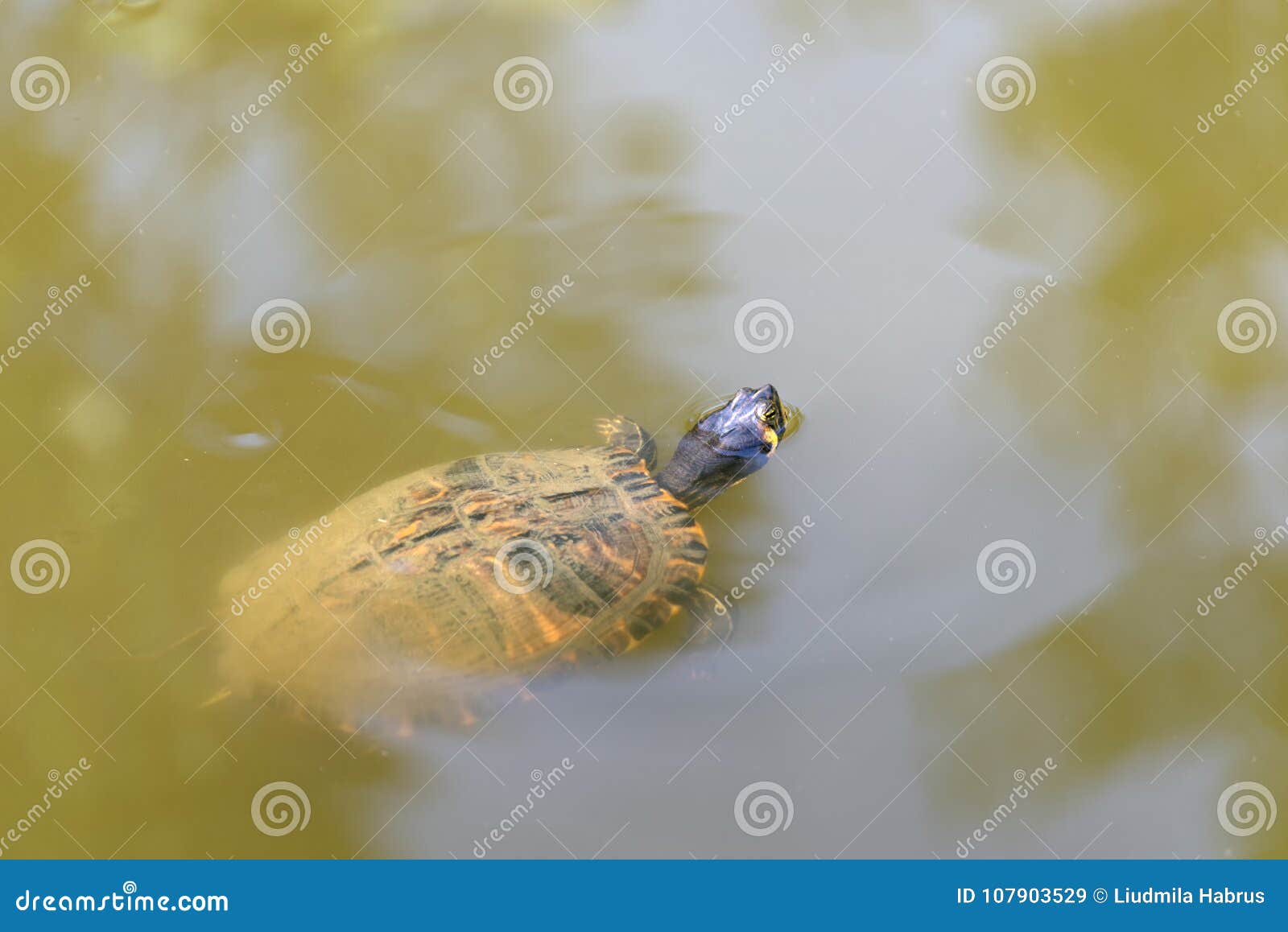 Floating Skull Stock Photo | CartoonDealer.com #43863150