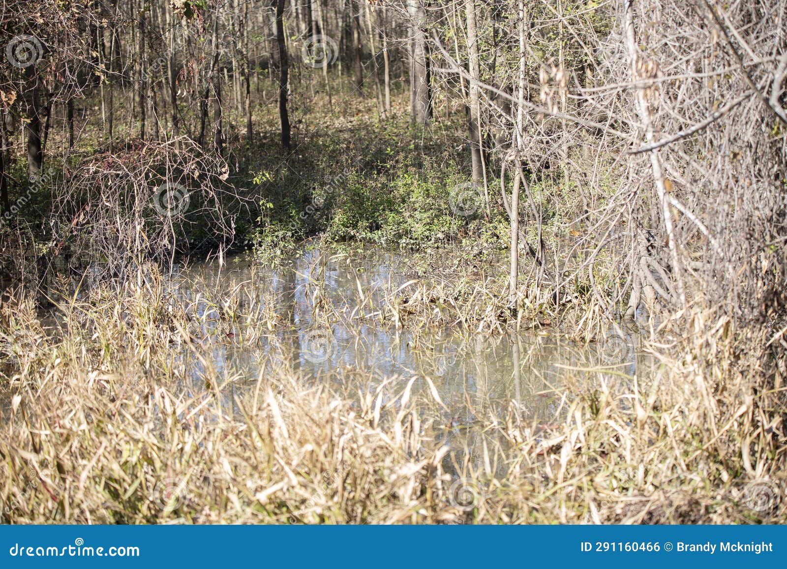 Water Slough stock photo. Image of conservation, backdrop - 291160466