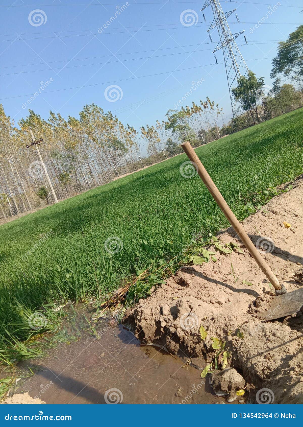 Water and small wheat stock photo. Image of water, colour - 134542964