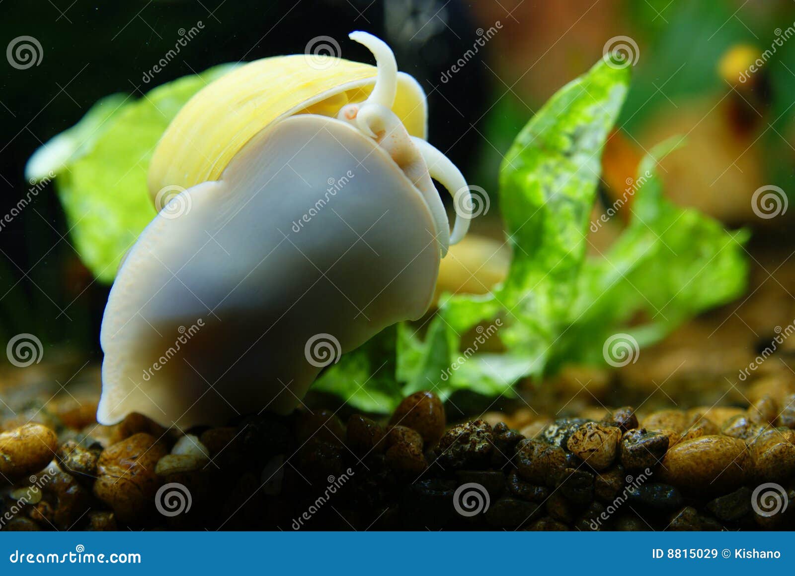Water snail stock image. Image of wild, aquarium, water - 8815029