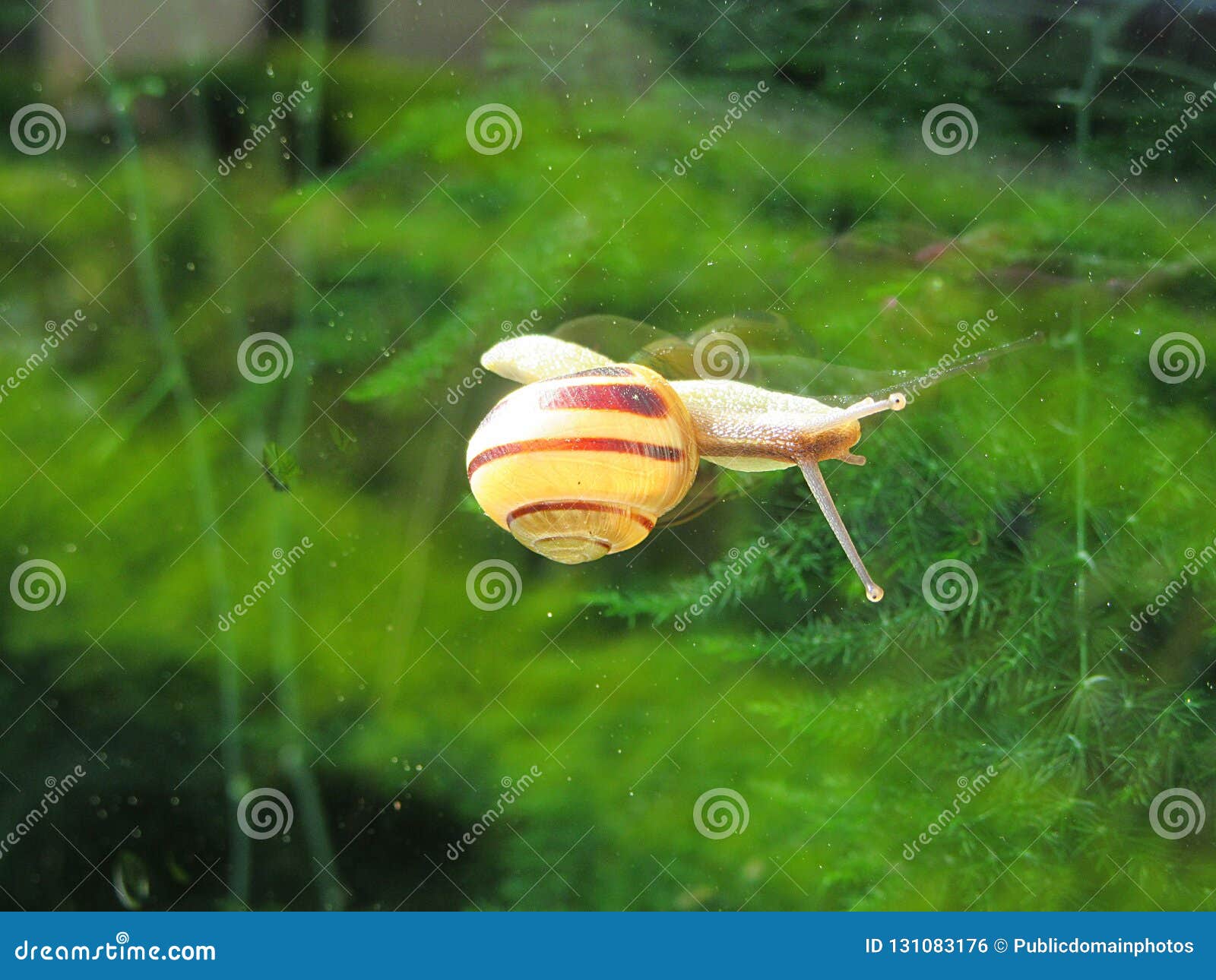Water, Snail, Ecosystem, Snails And Slugs Picture. Image: 131083176