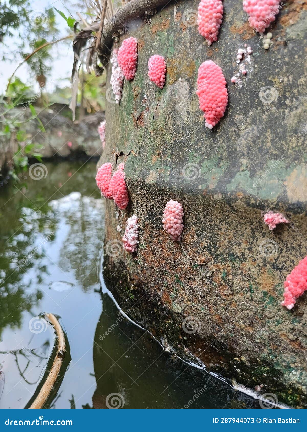 Water snail eggs stock image. Image of snail, water - 287944073