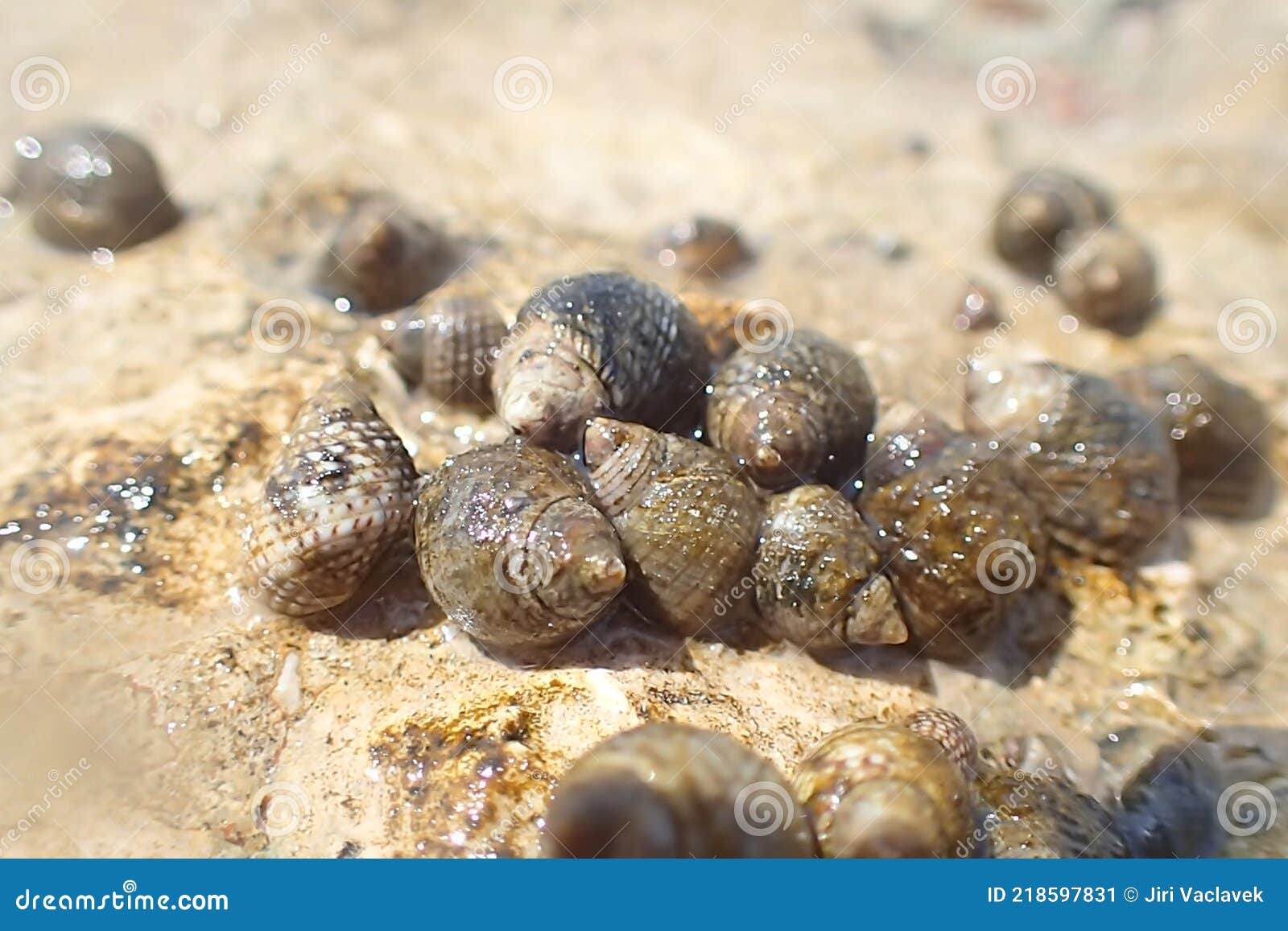 Water Snails from the Beach Stock Image - Image of macro, summer: 218597831