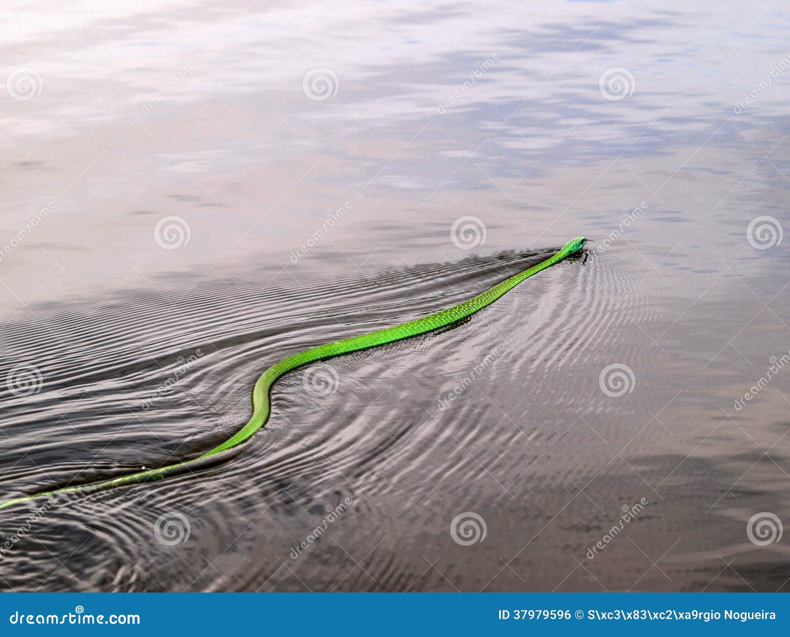 Water snake stock photo. Image of snake, water, animal - 37979596