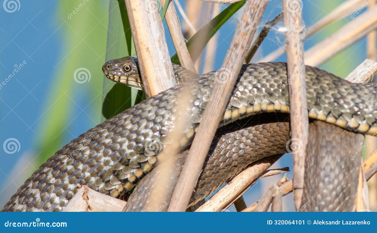 A Water Snake is Basking in the Sun Stock Image - Image of amphibian ...
