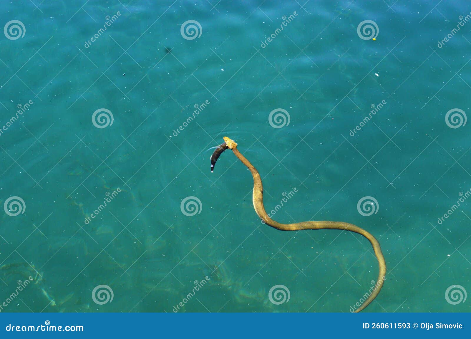 Water Snake Caught the Fish Stock Image - Image of caught, landscapes ...