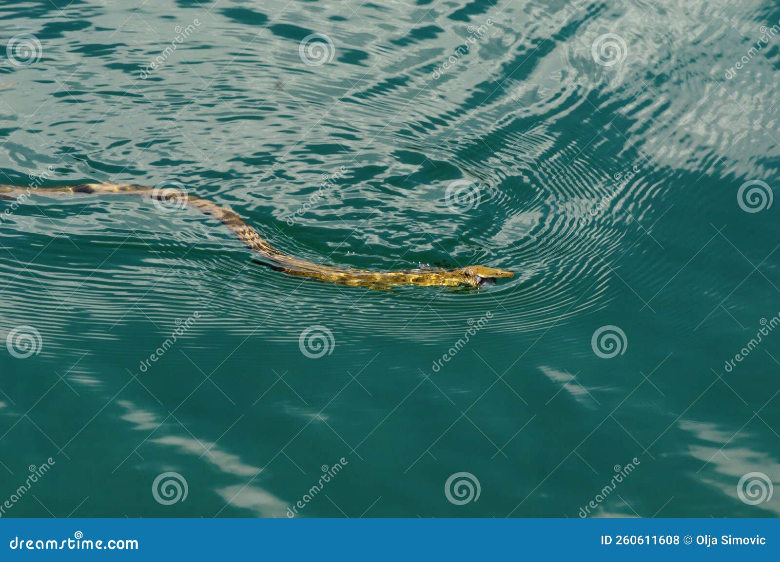 Water Snake Caught the Fish Stock Photo - Image of fish, nature: 260611608