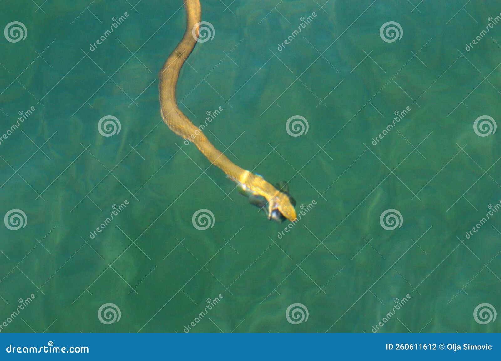 Water Snake Caught the Fish Stock Photo - Image of landscapes, animal ...