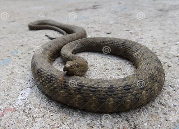 Water snake on cement stock image. Image of snake, scales - 43301277