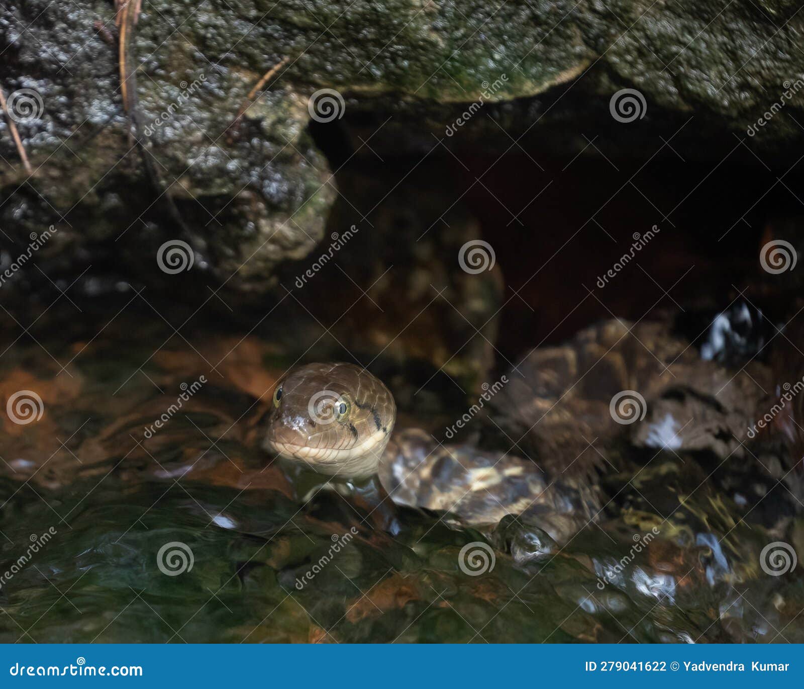 A water snake stock photo. Image of animal, swamp, nature - 279041622
