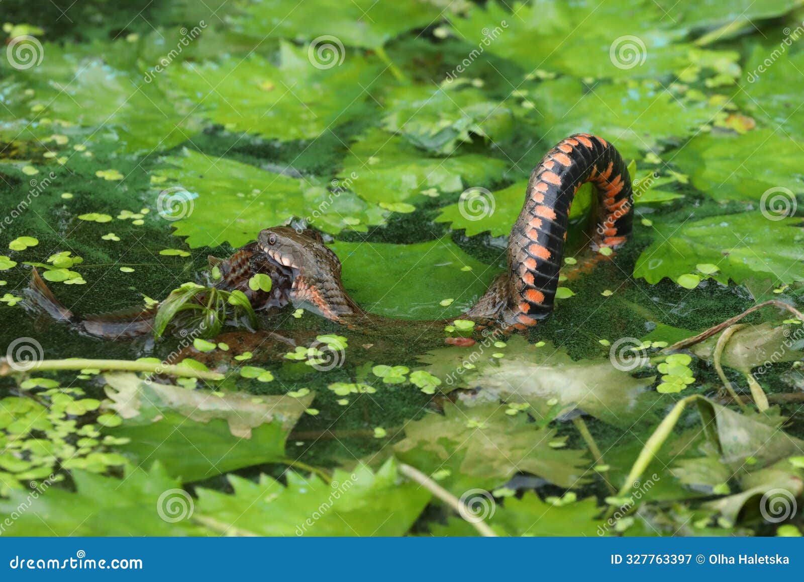Water Snake Eaiting Fish in the Water. Wildlife in the River Stock ...