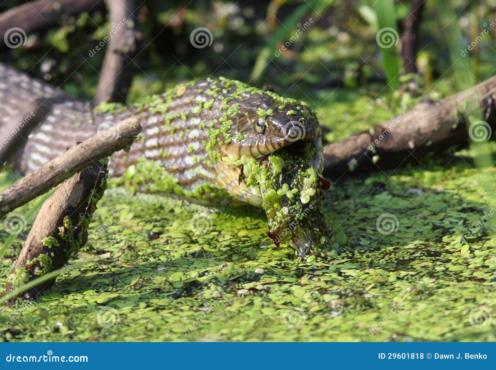 Water Snake Eating a Frog stock photo. Image of benko - 29601818