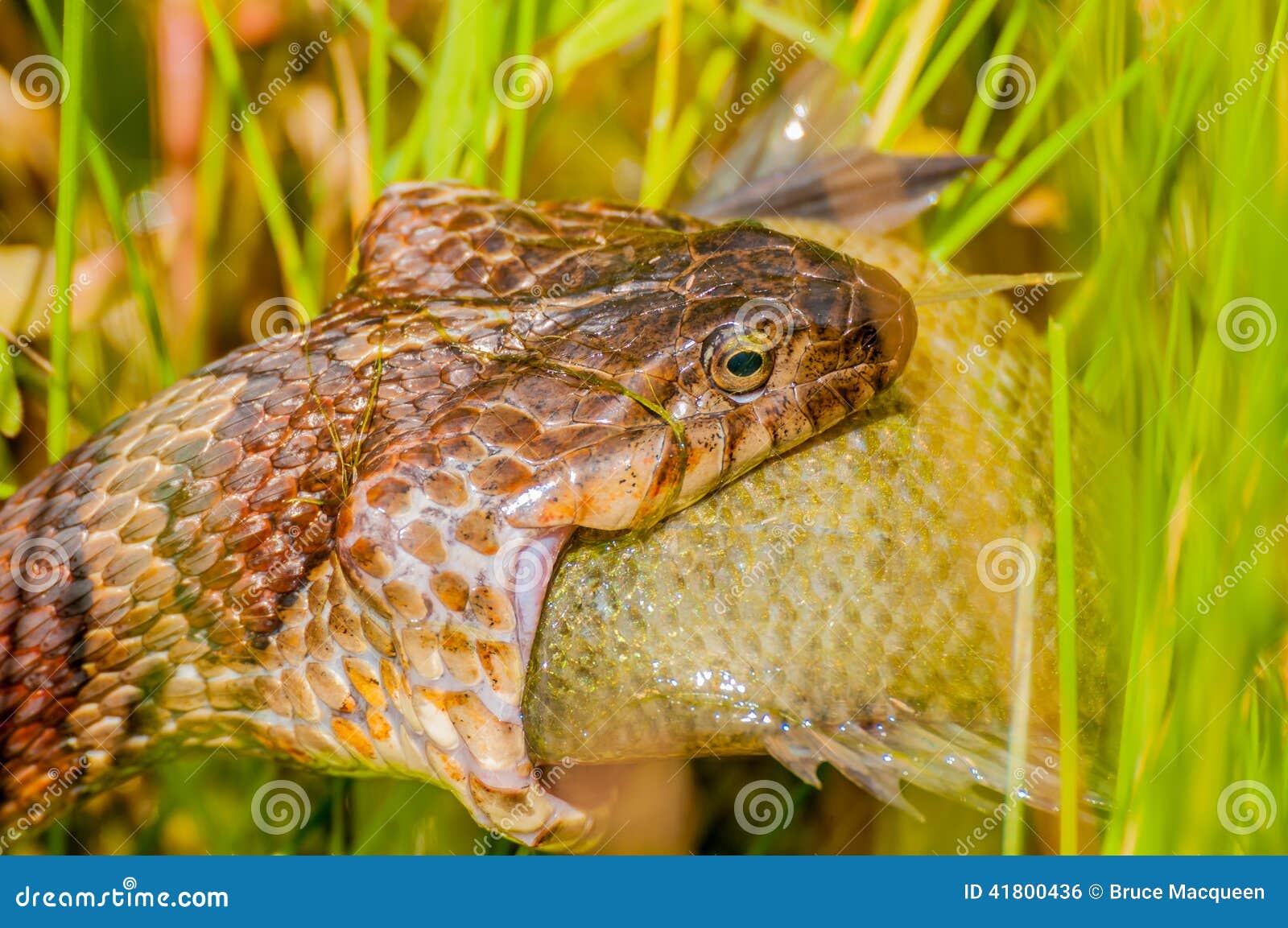 Water Snake Eating Prey stock photo. Image of swallowing - 41800436