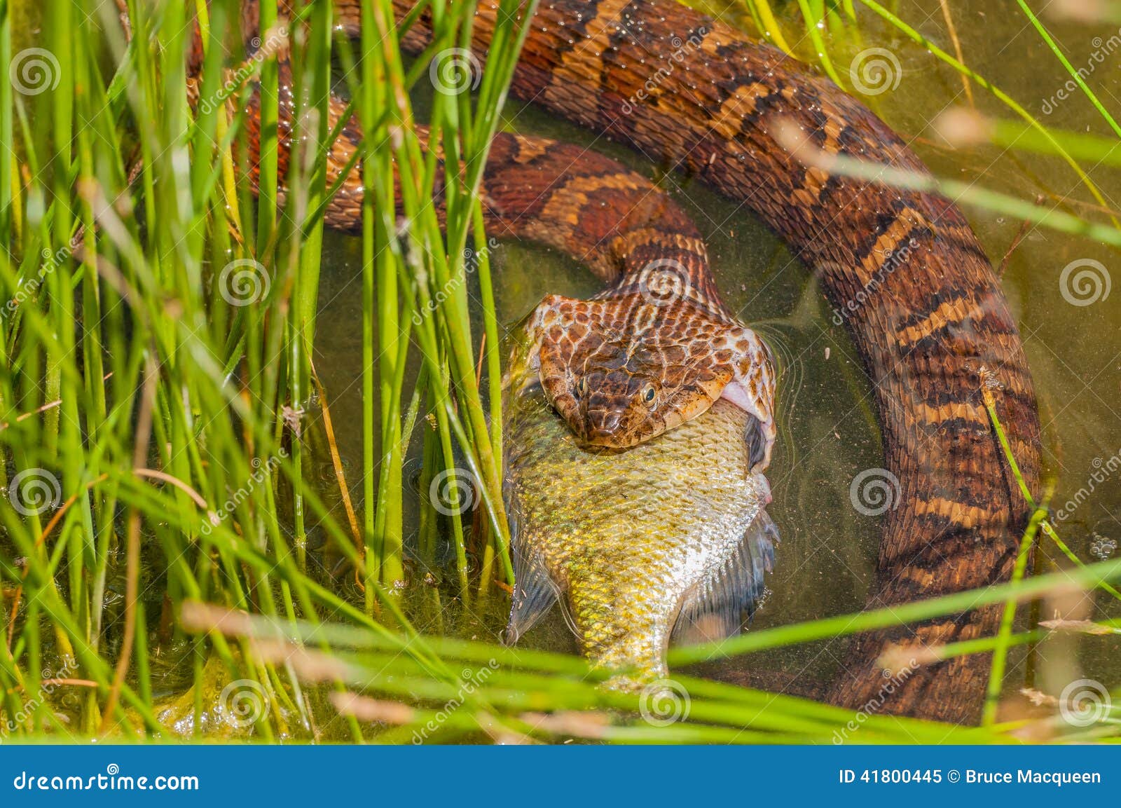 Snake Eating Fish In River Stock Photo | CartoonDealer.com #72267282