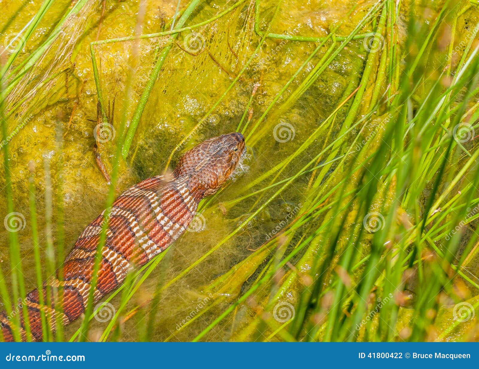 Water Snake Eating Prey stock photo. Image of animals - 41800422