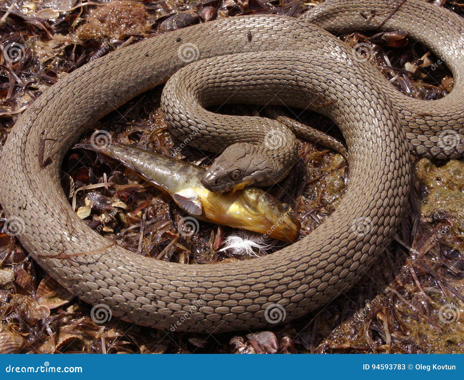 Water Snake on the Hunt on the Shore Stock Image - Image of rynchops ...