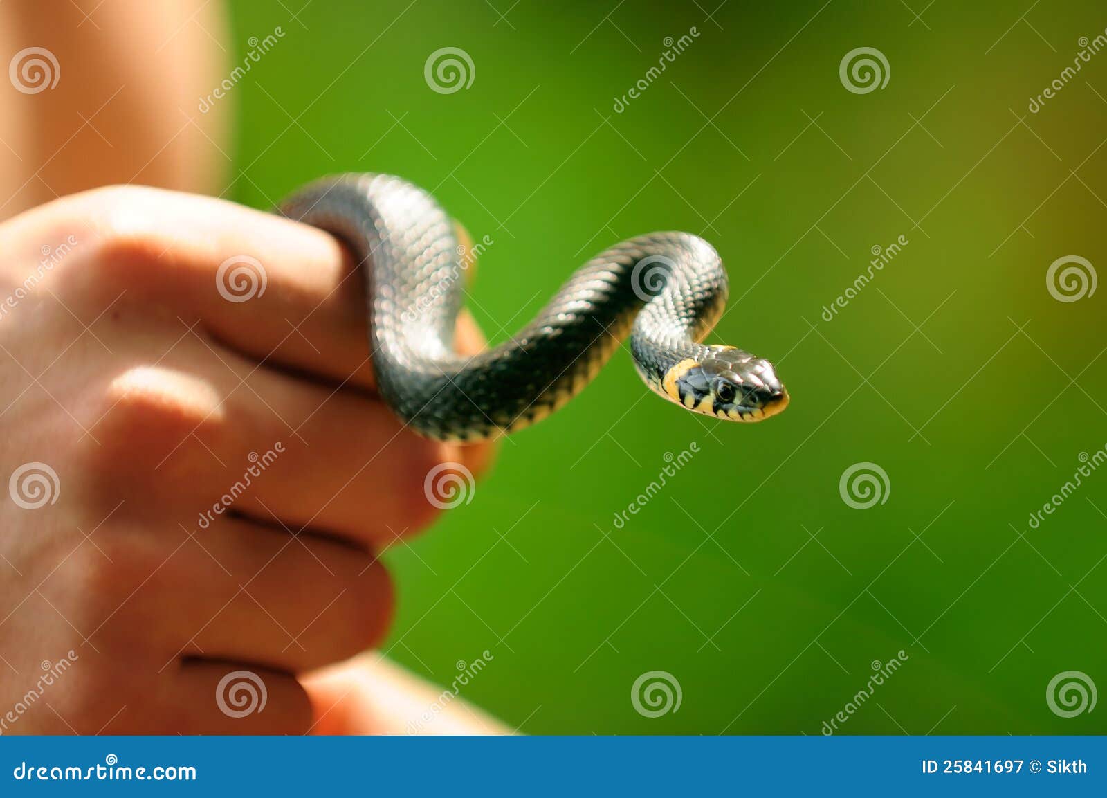 Water Snake (Natrix) In Hand Royalty-Free Stock Photo | CartoonDealer ...