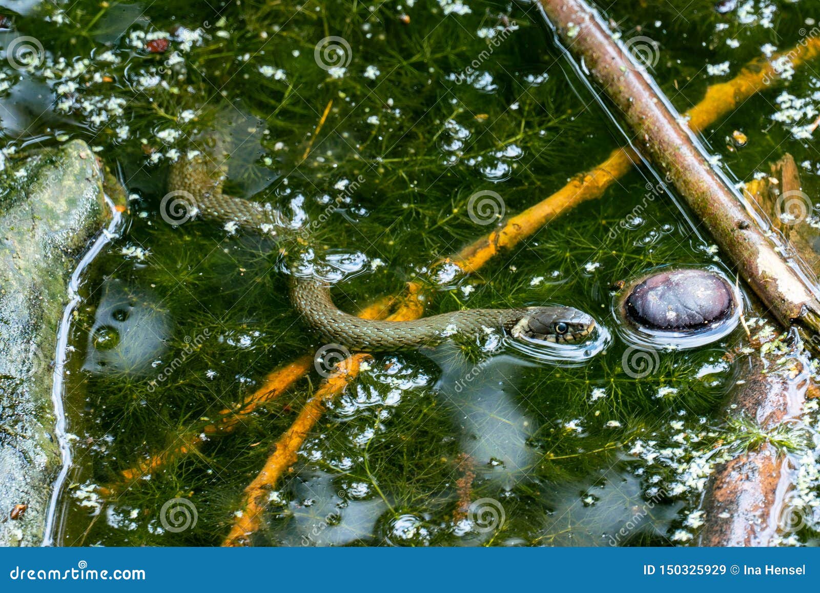 Water Snake Natrix Natrix Swimming in a Pond Stock Image - Image of ...