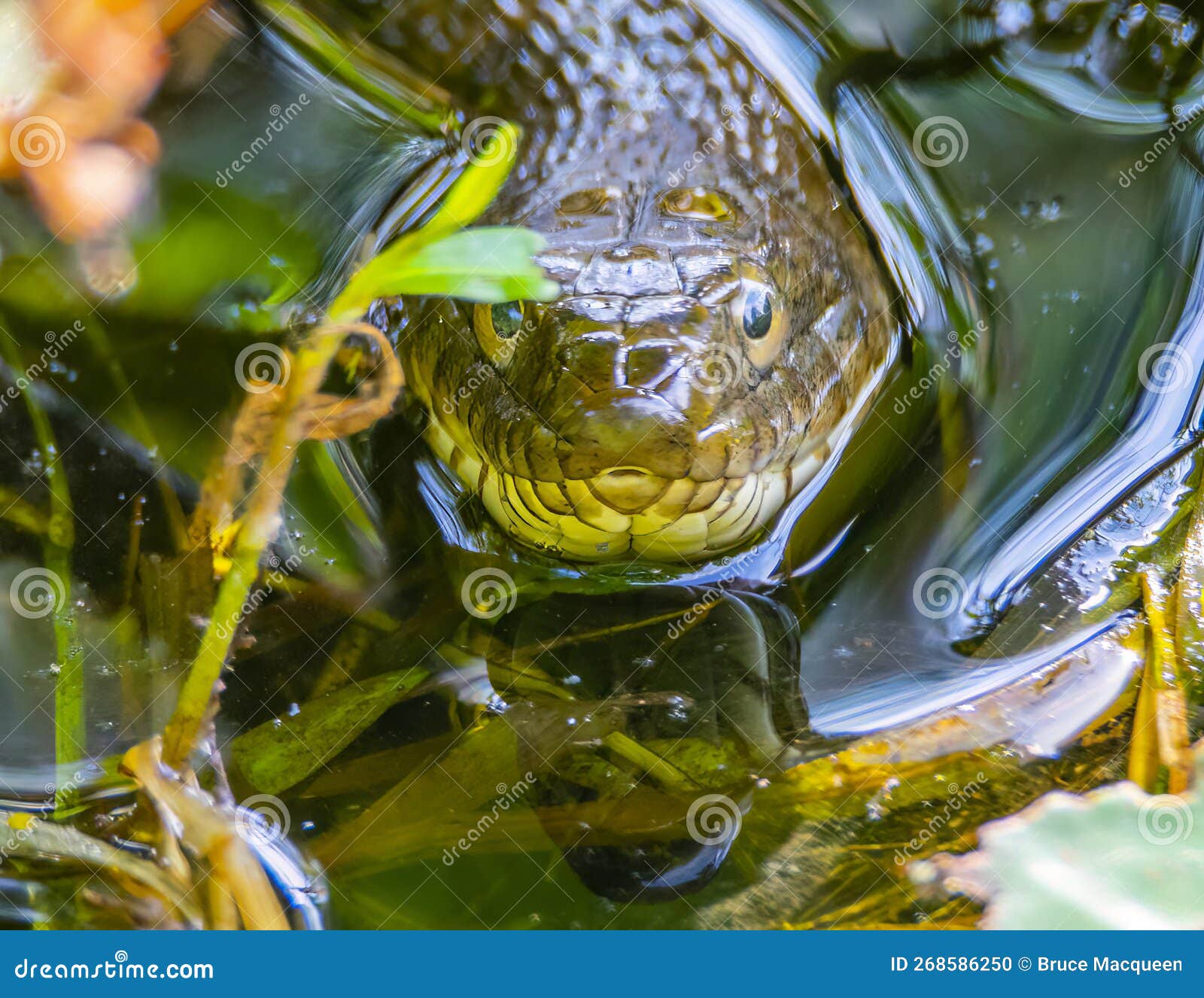 Water Snake Resting stock photo. Image of animal, serpent - 268586250